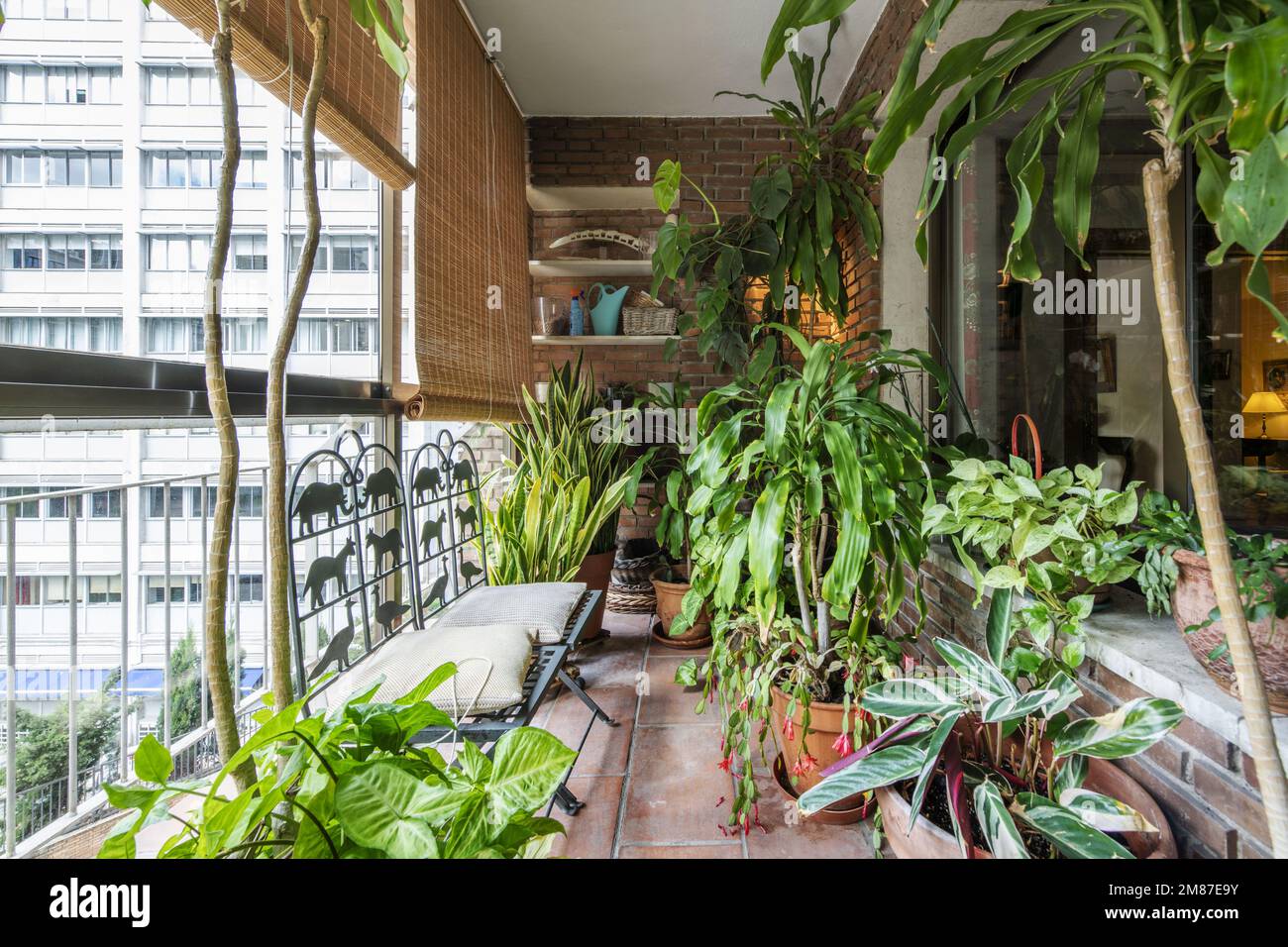 Closed terrace with glass full of plants and flowers in an urban ...