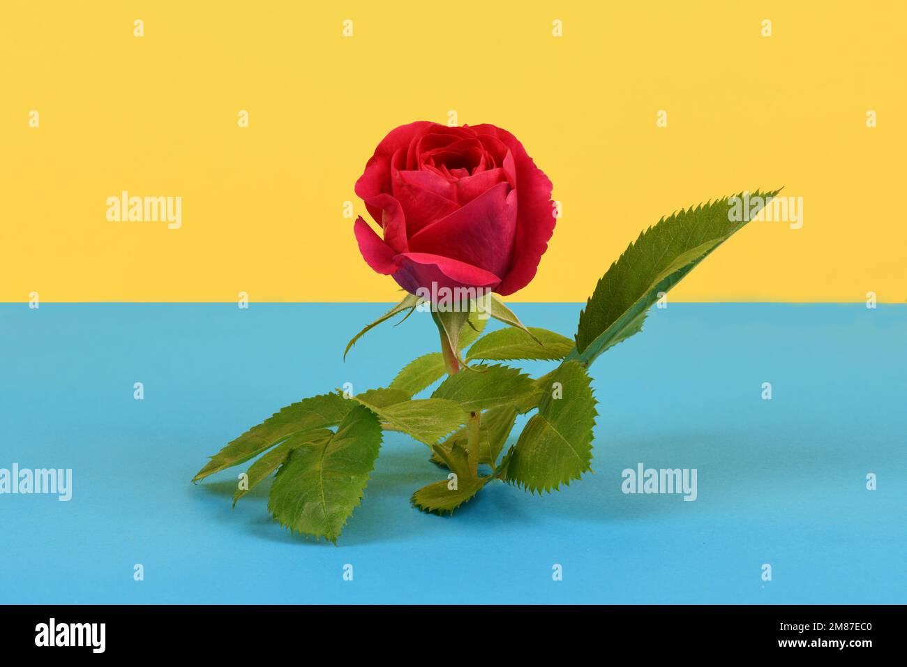 Rose on yellow-blue Ukrainian flag, national flag of Ukraine, Ukraine's ...