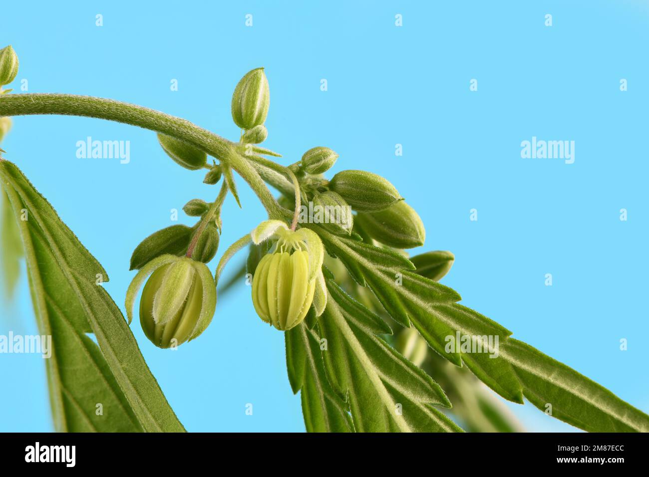 Cannabis flowers, side view isolated on blue. Extrem close-up. High ...
