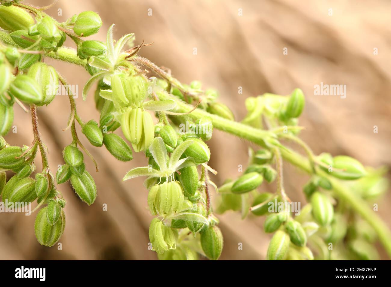 Cannabis flowers, side view isolated on brown. Extrem close-up. High ...