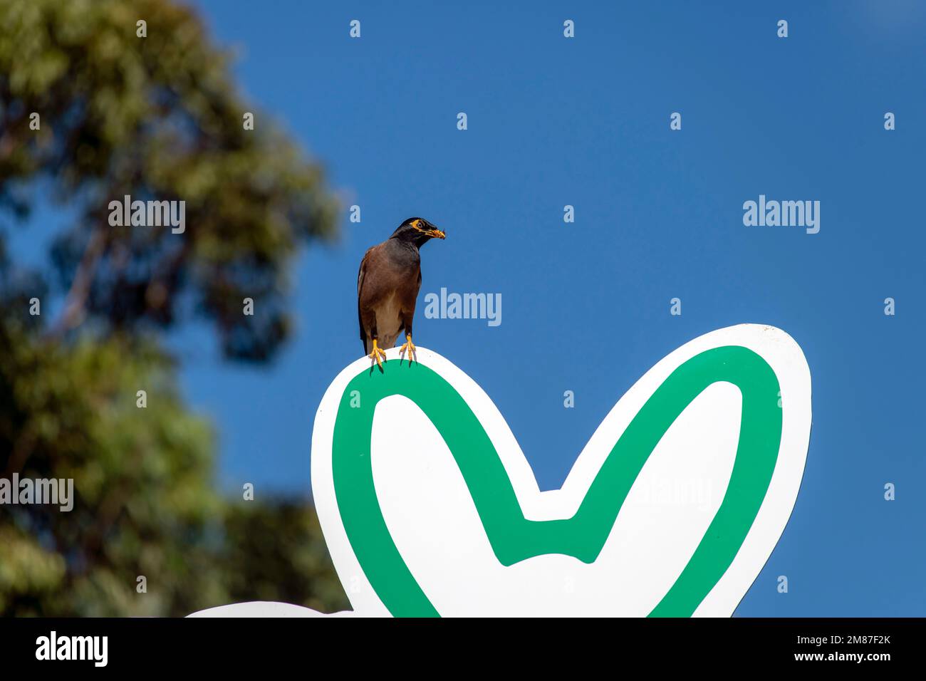 Australian Common Myna (Acridotheres tristis) perching on a sign board ...