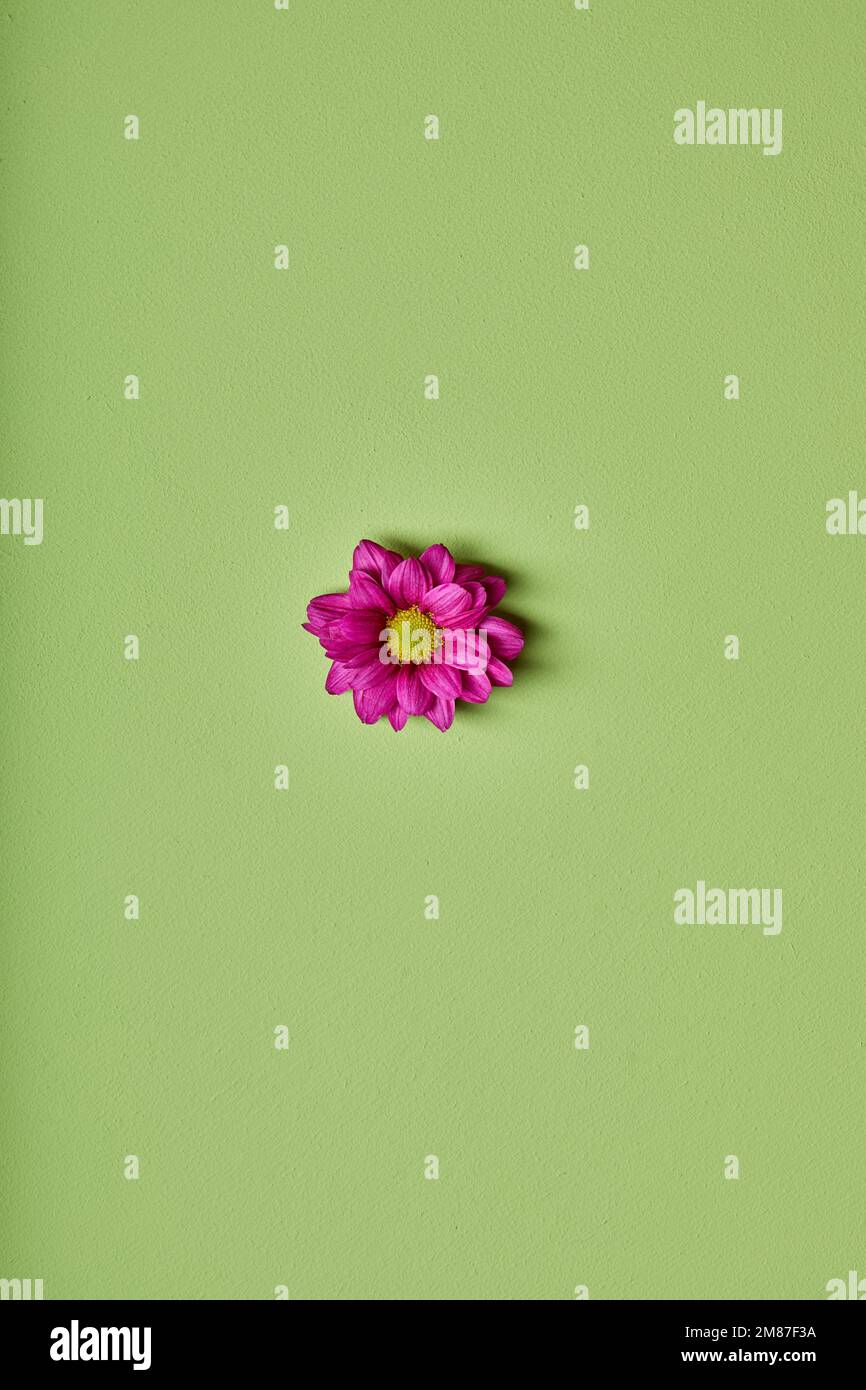 Minimal creative shot of single one Daisy bright pink isolated on green ...