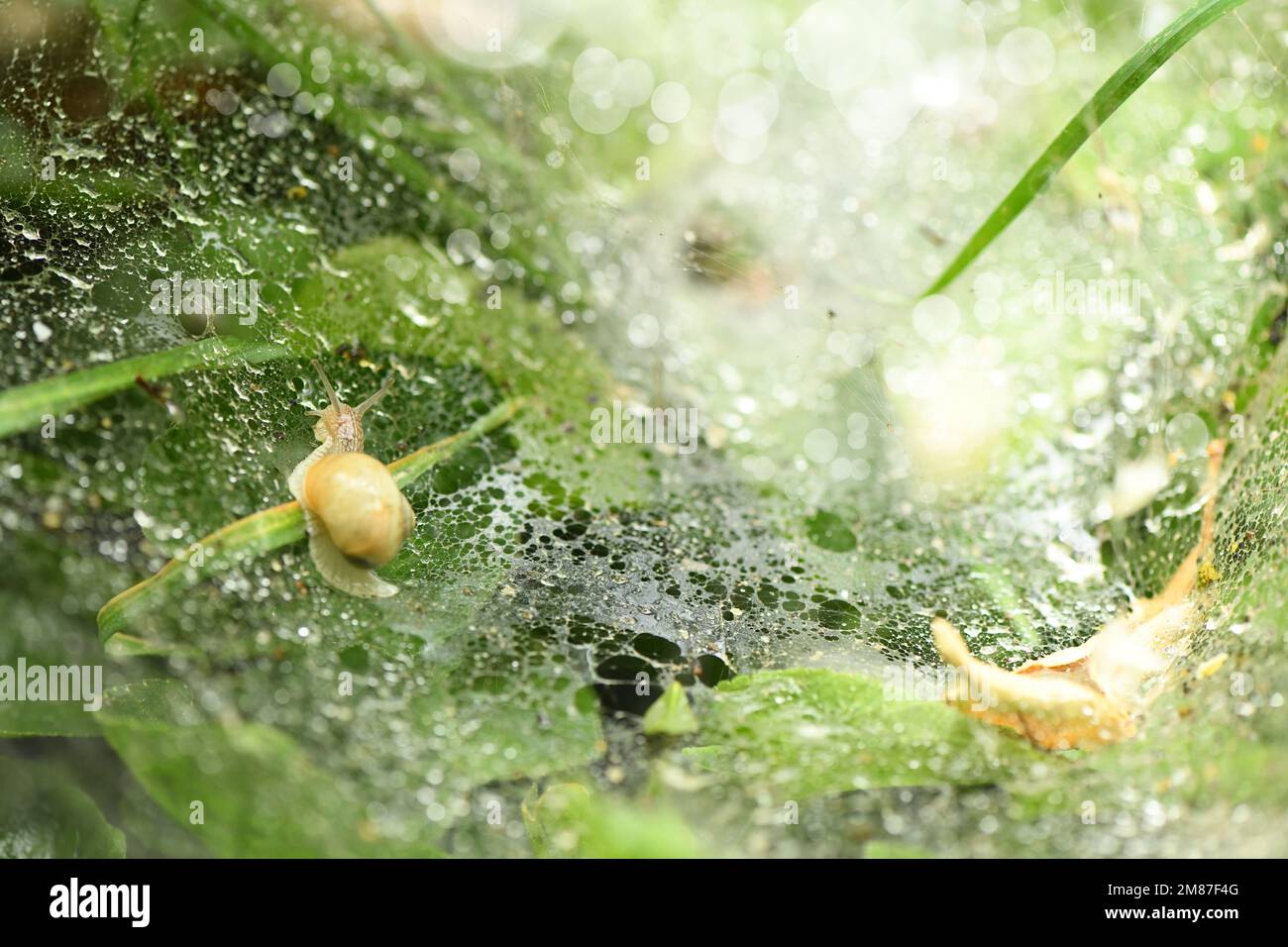 Snail on a web with drops of morning dew. Side view. High resolution ...