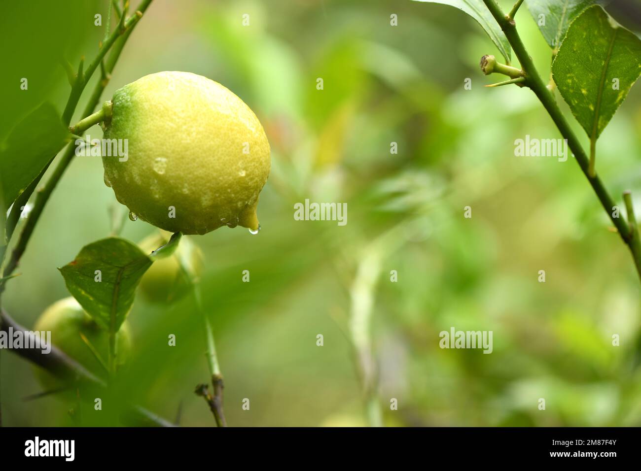 Fresh unripe lemon with leaves and water drop. Side view. High ...