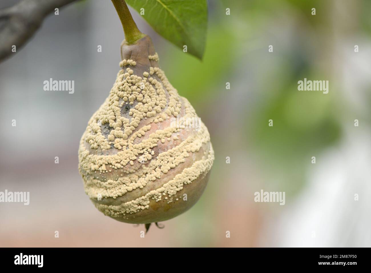 Rotten pear hi-res stock photography and images - Alamy
