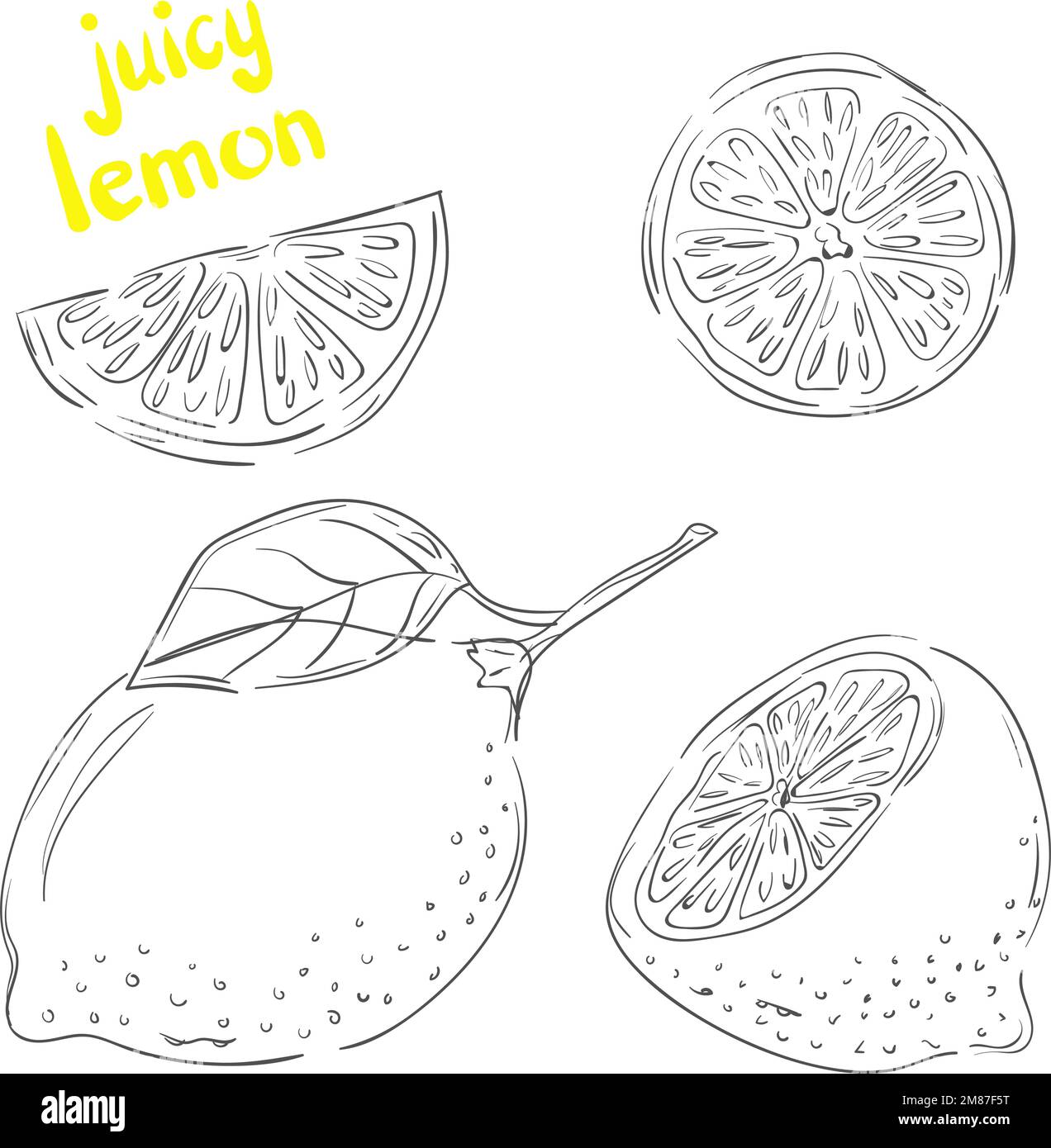 Lemons citrus fruits Stock Vector Images - Alamy