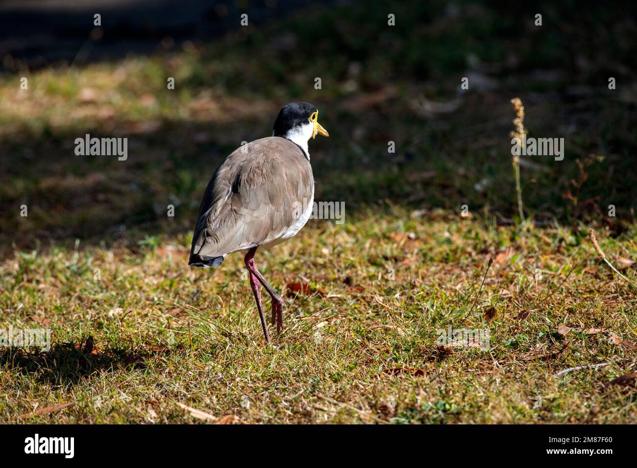 Australian Masked Lapwings (Vanellus miles) searching for food in ...
