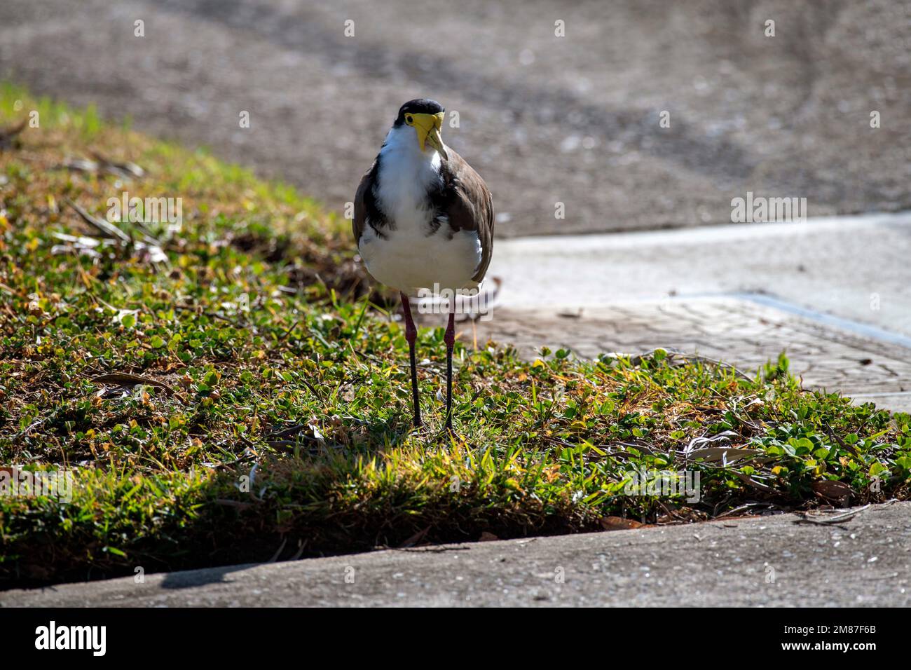 Australian Masked Lapwings (Vanellus miles) searching for food in ...
