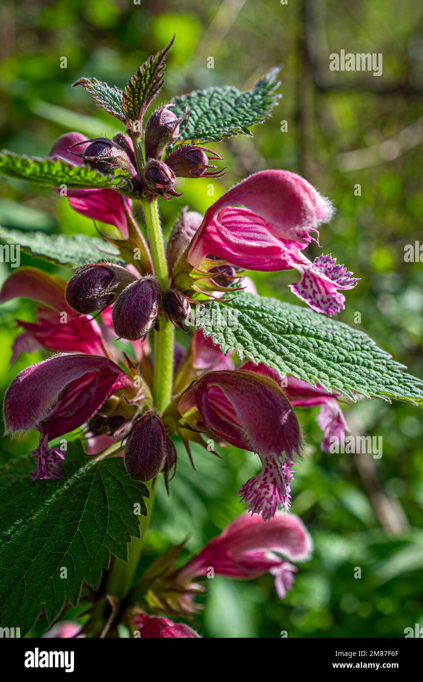 False nettle species hi-res stock photography and images - Alamy