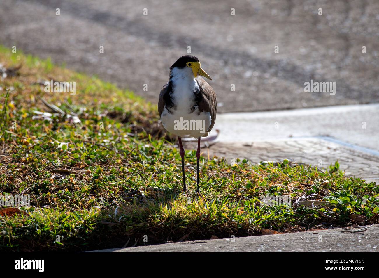Australian Masked Lapwings (Vanellus miles) searching for food in ...