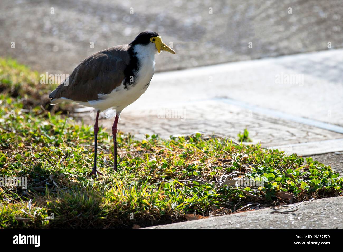 Close-up of an Australian Masked Lapwings (Vanellus miles) in Sydney ...
