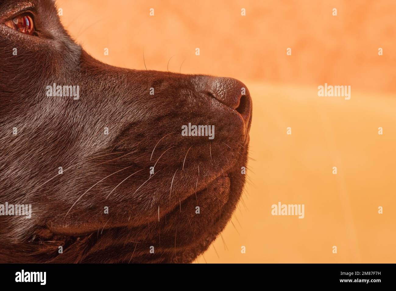 Labrador retriever muzzle nose eyes. Close-up profile of a black dog ...