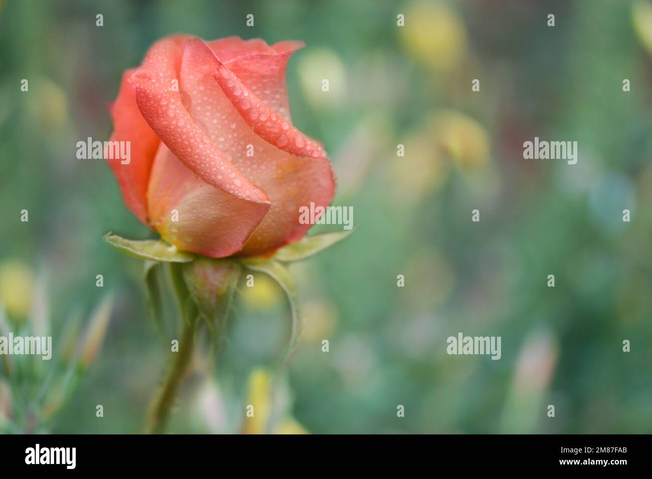 Rose side photo hi-res stock photography and images - Alamy