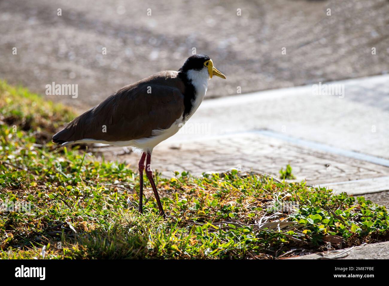Close-up of an Australian Masked Lapwings (Vanellus miles) in Sydney ...