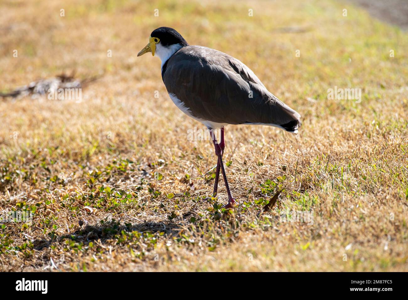Close-up of an Australian Masked Lapwings (Vanellus miles) in Sydney ...