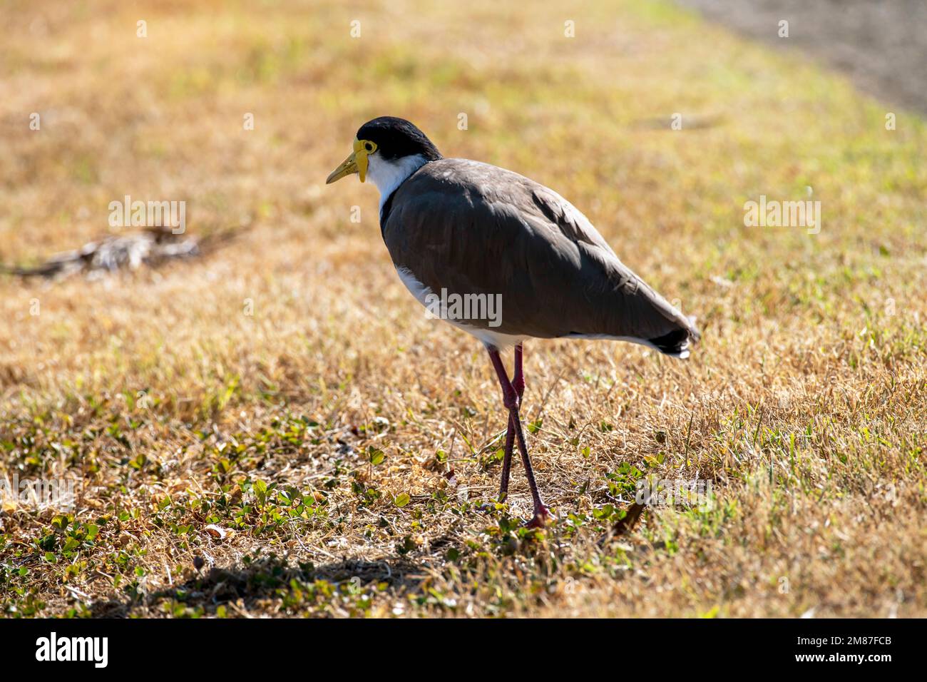 Close-up of an Australian Masked Lapwings (Vanellus miles) in Sydney ...