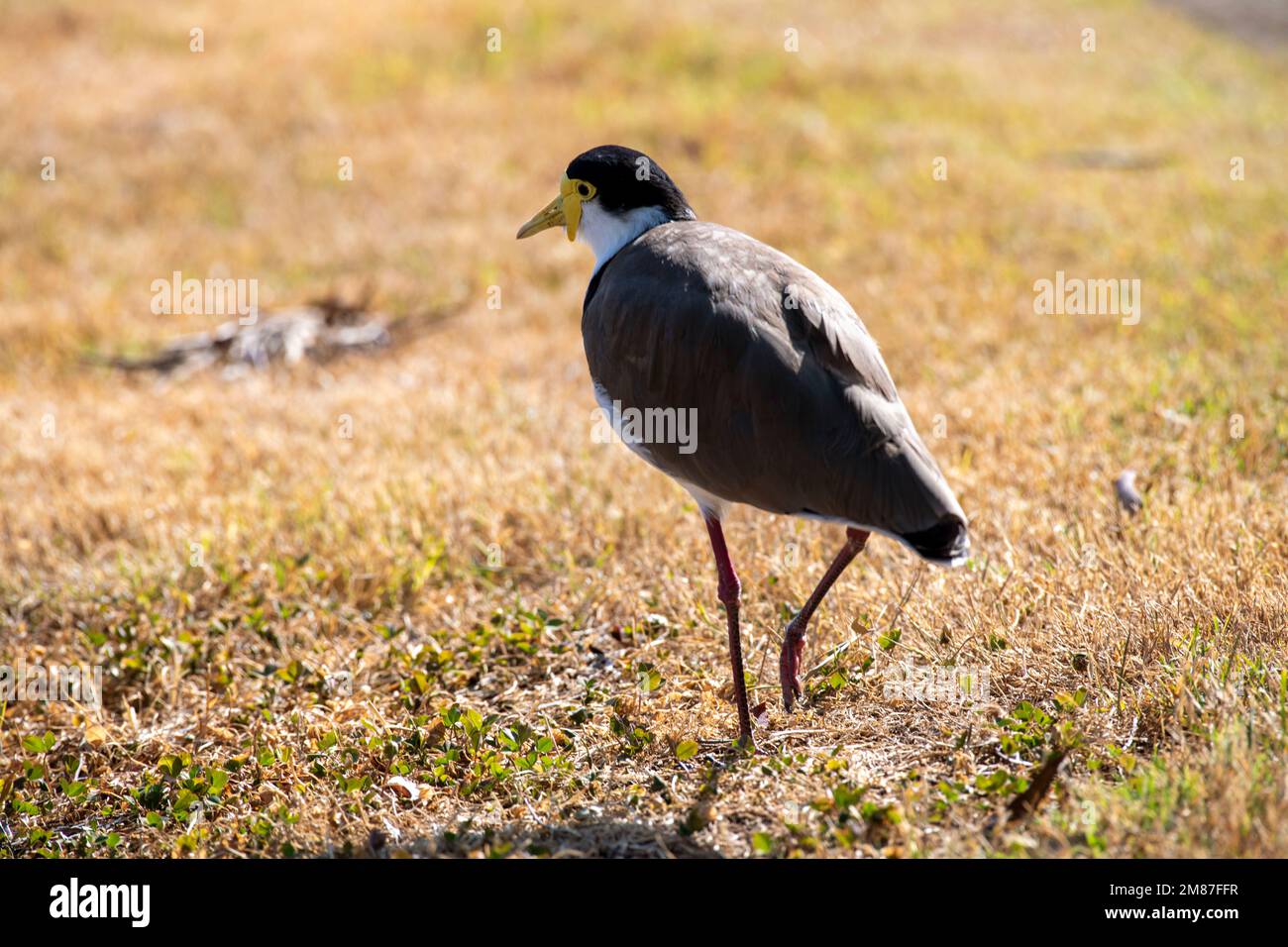 Close-up of an Australian Masked Lapwings (Vanellus miles) in Sydney ...