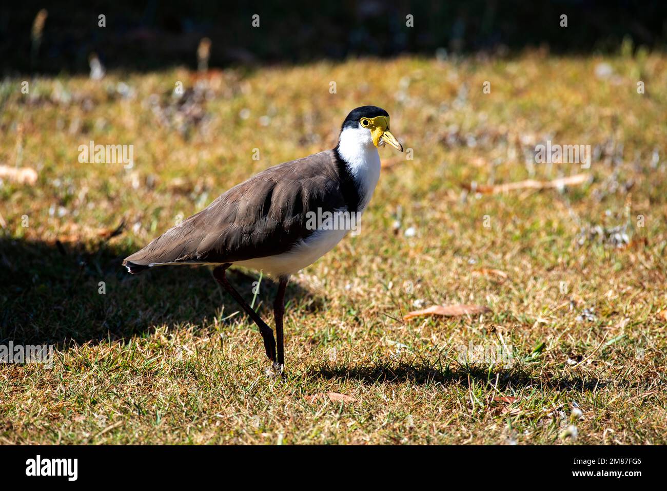 Close-up of an Australian Masked Lapwings (Vanellus miles) in Sydney ...