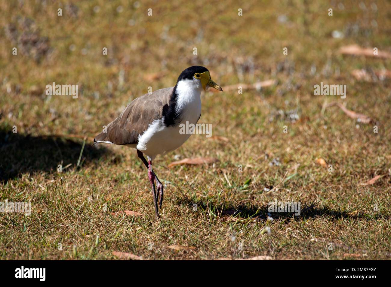 Close-up of an Australian Masked Lapwings (Vanellus miles) in Sydney, NSW, Australia (Photo by ...