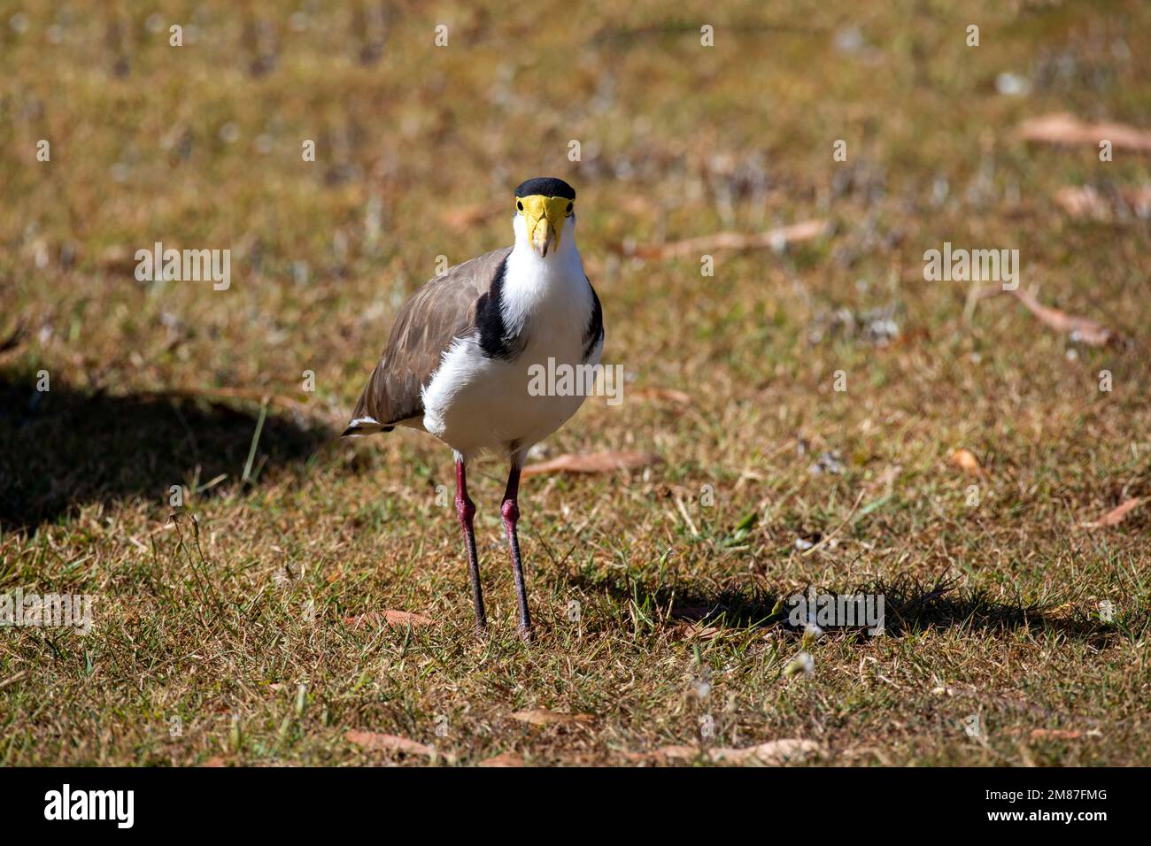 Close-up of an Australian Masked Lapwings (Vanellus miles) in Sydney ...