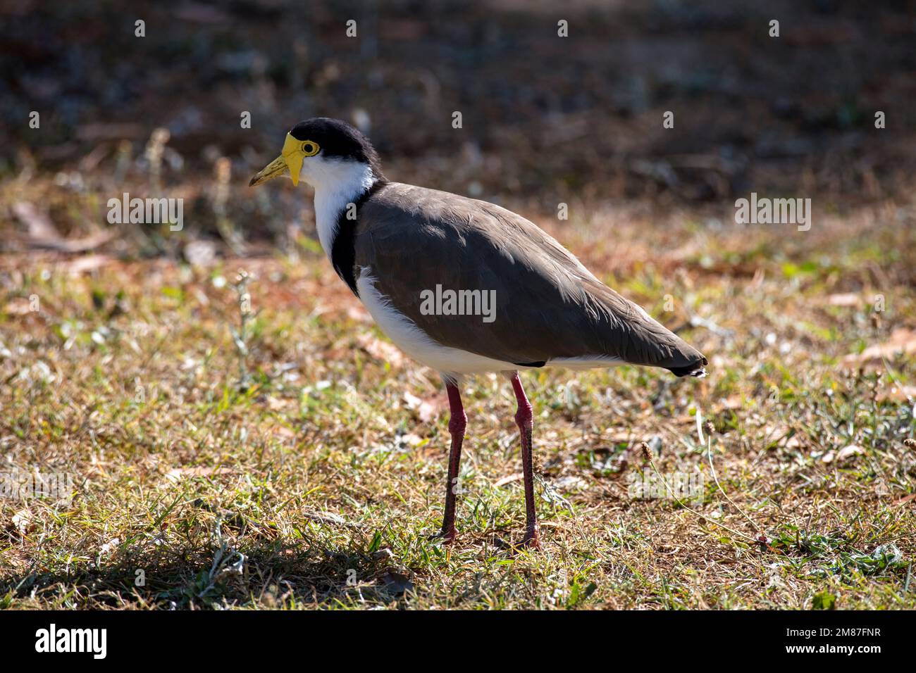 Close-up of an Australian Masked Lapwings (Vanellus miles) in Sydney ...
