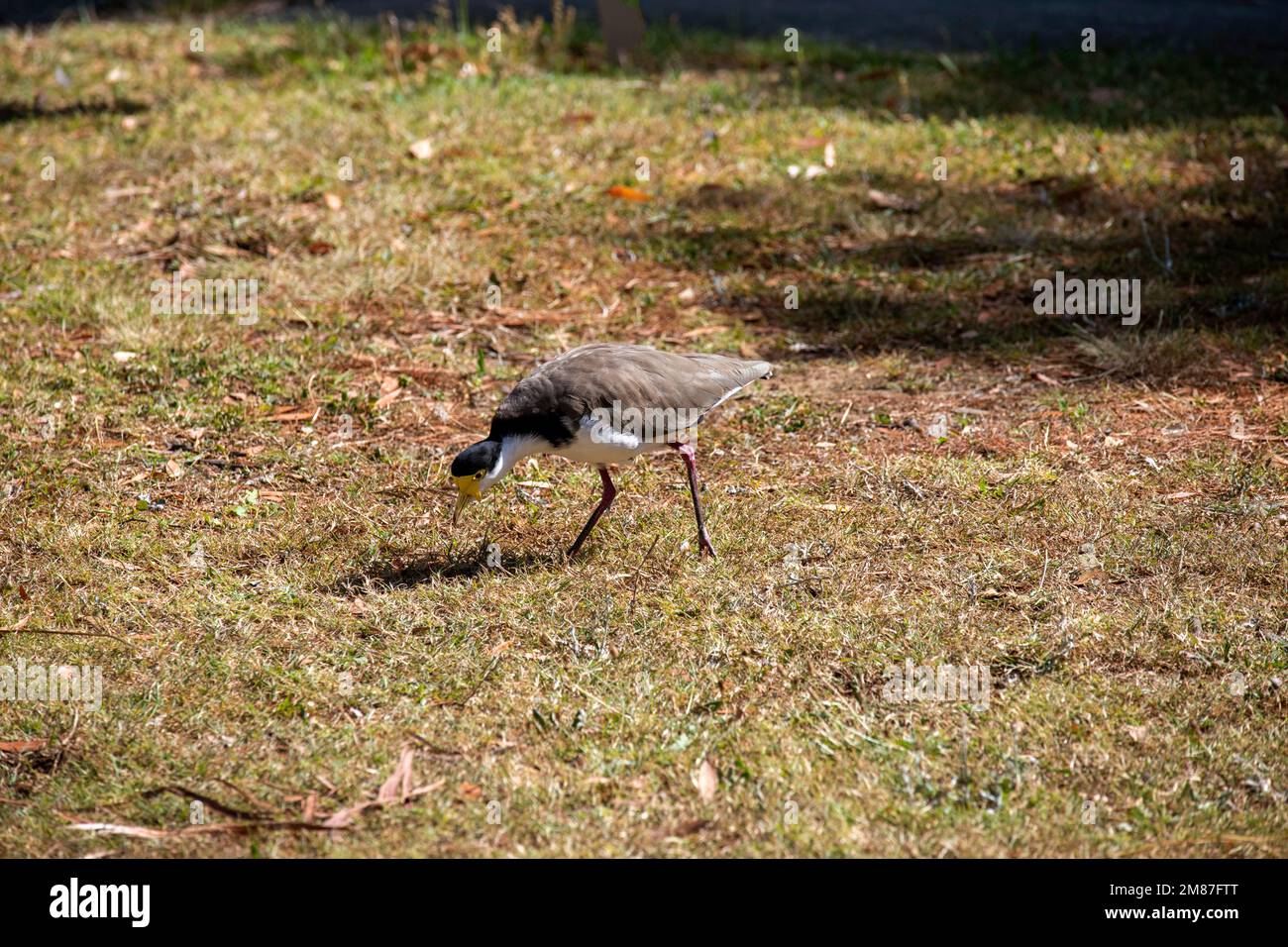 Australian Masked Lapwings (Vanellus miles) searching for food in ...