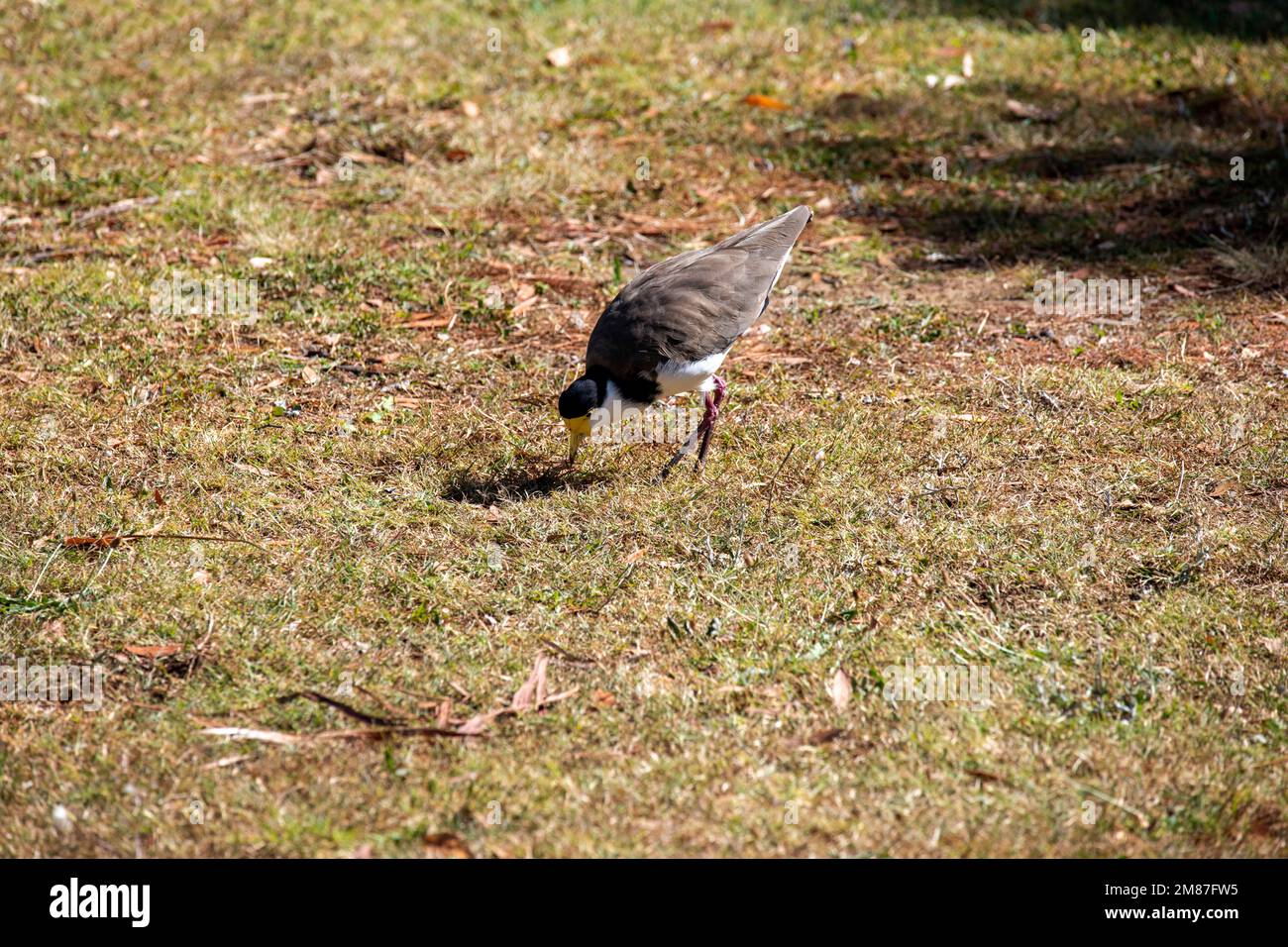 Australian Masked Lapwings (Vanellus miles) searching for food in ...