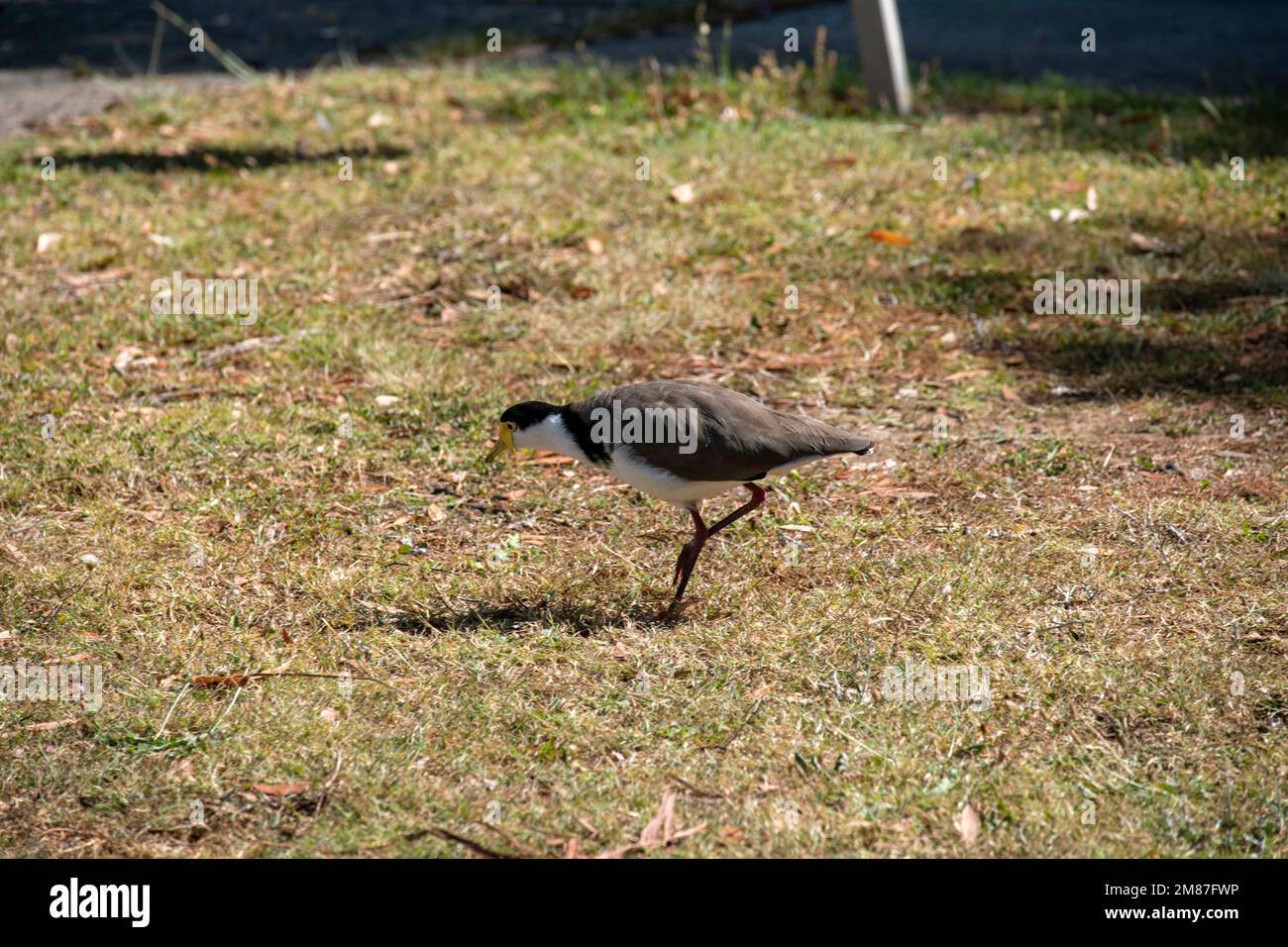 Australian Masked Lapwings (Vanellus miles) searching for food in ...