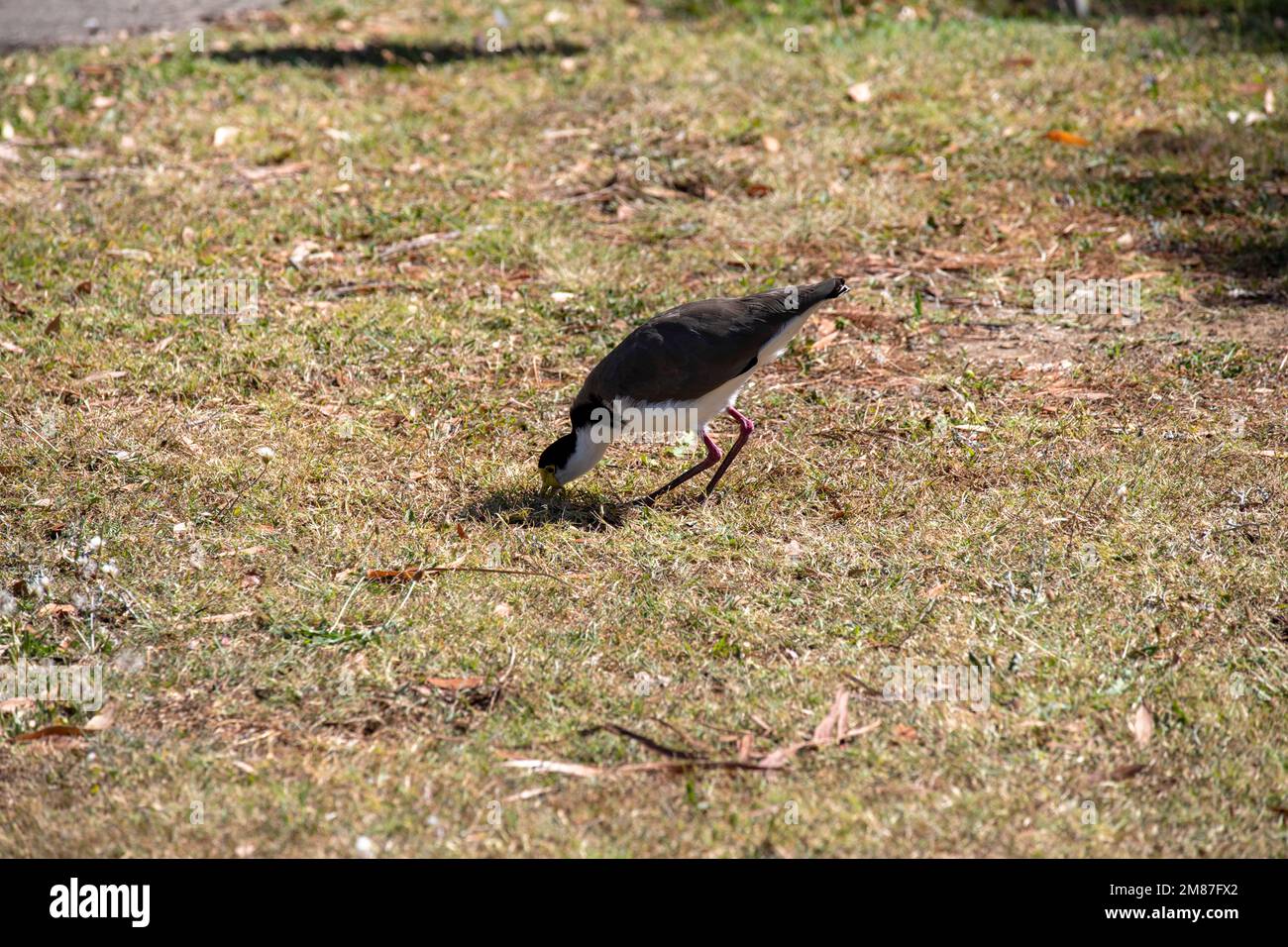 Australian Masked Lapwings (Vanellus miles) searching for food in ...
