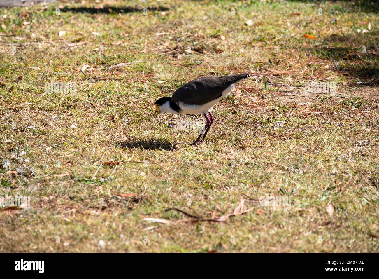 Australian Masked Lapwings (Vanellus miles) searching for food in ...