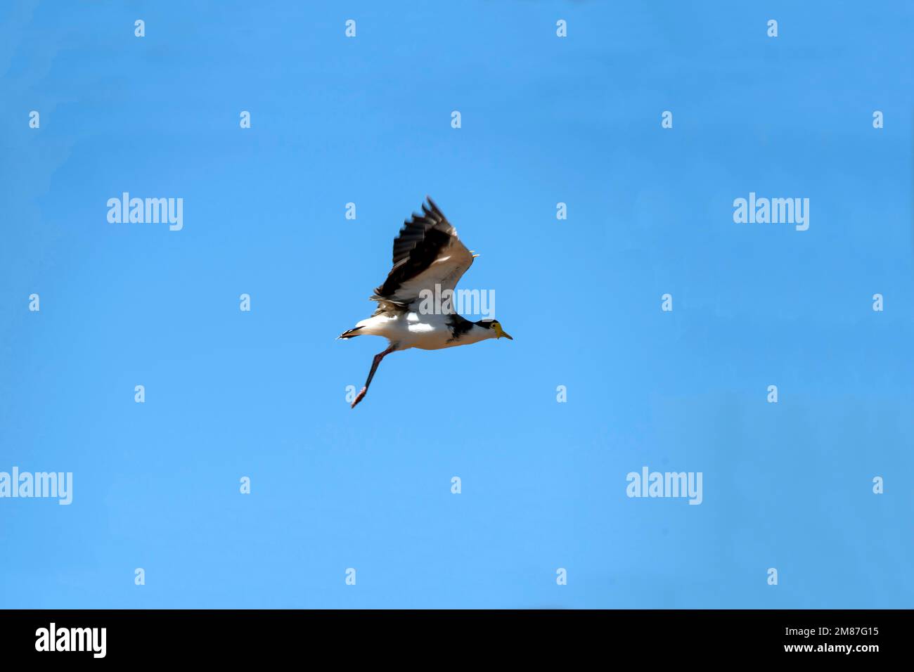 Australian Masked Lapwings (Vanellus miles) in flight in Sydney, NSW ...