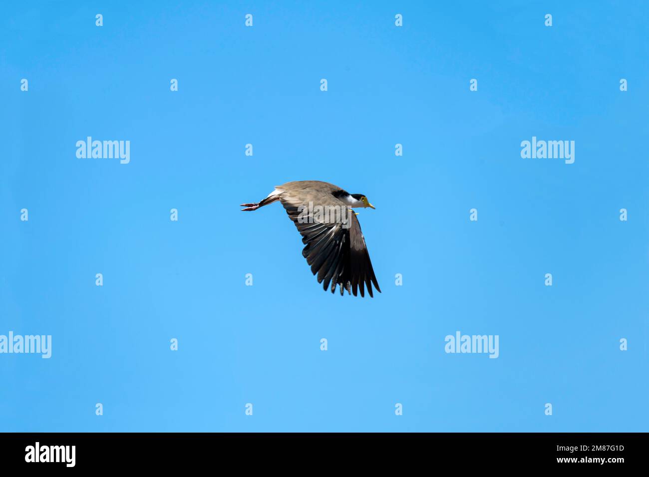 Australian Masked Lapwings (Vanellus miles) in flight in Sydney, NSW ...