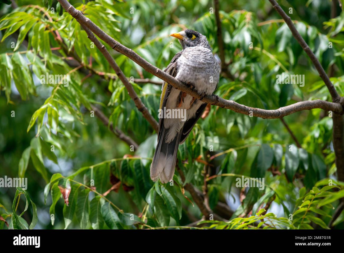 Australian Noisy Miner (Manorina melanocephala) perching on the branch ...