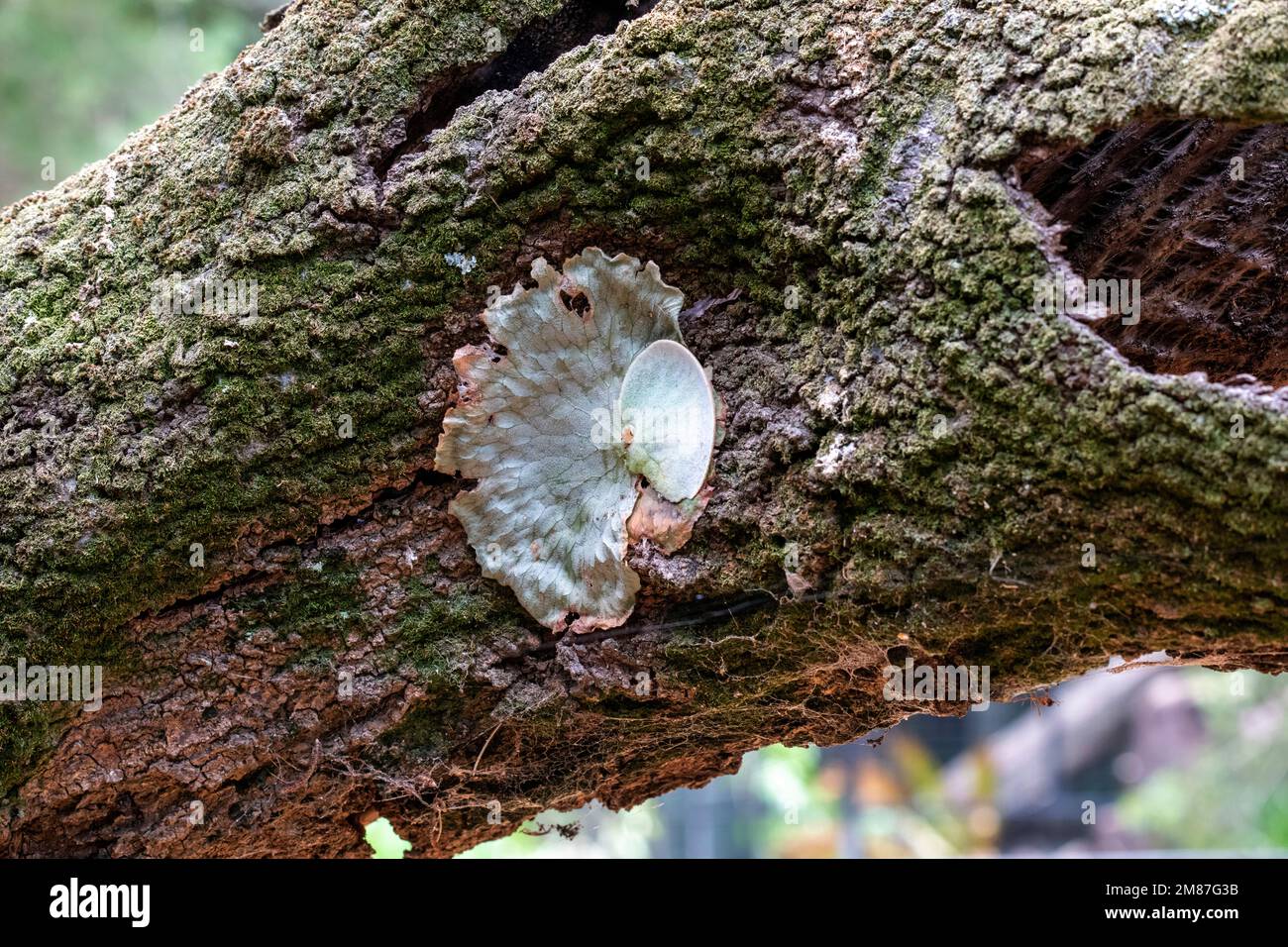 An unidentified foliose lichen growing on a tree at a park in Sydney ...