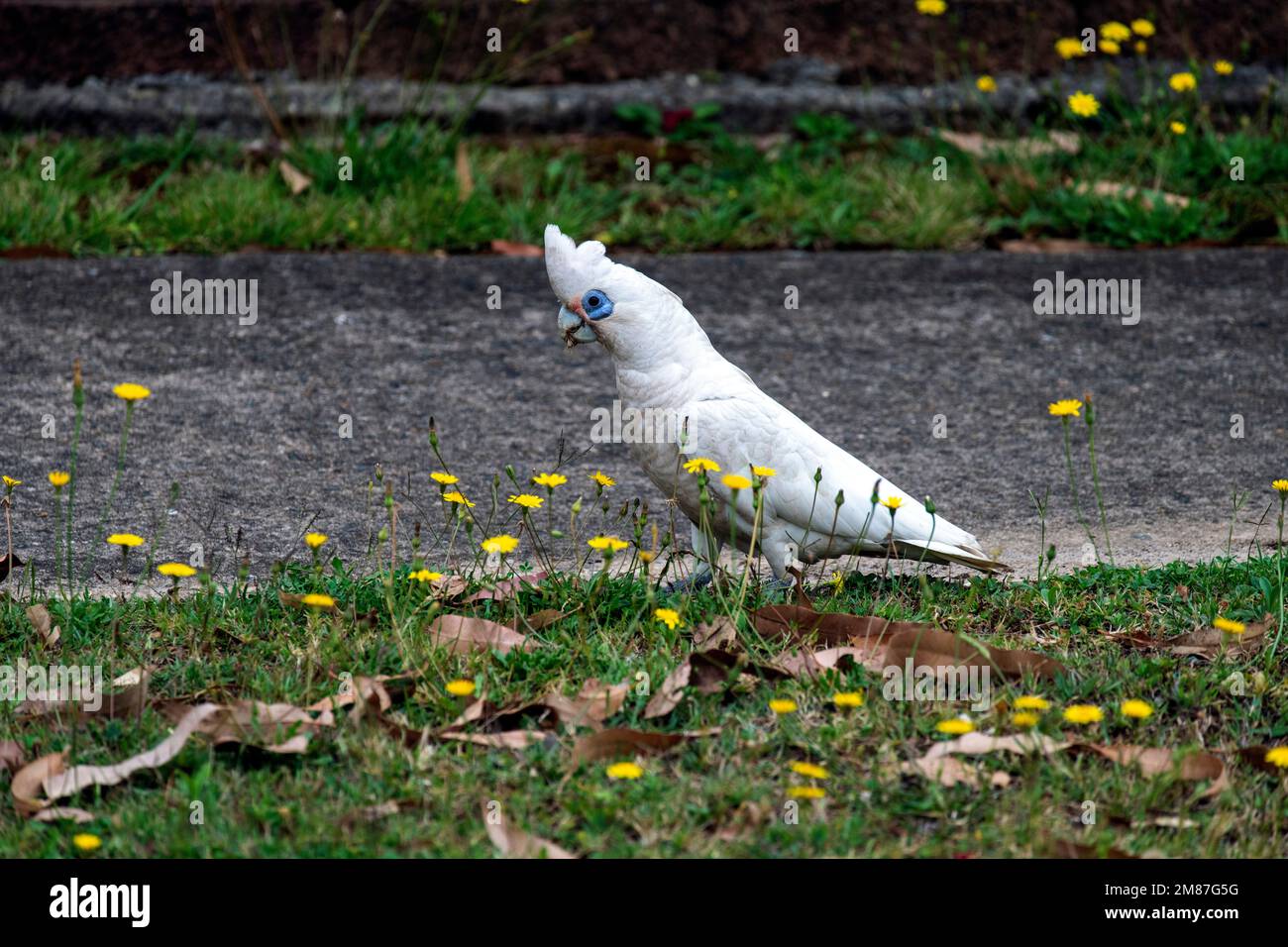 Close -up of a Little Corella (Cacatua sanguinea) in Sydney, NSW ...