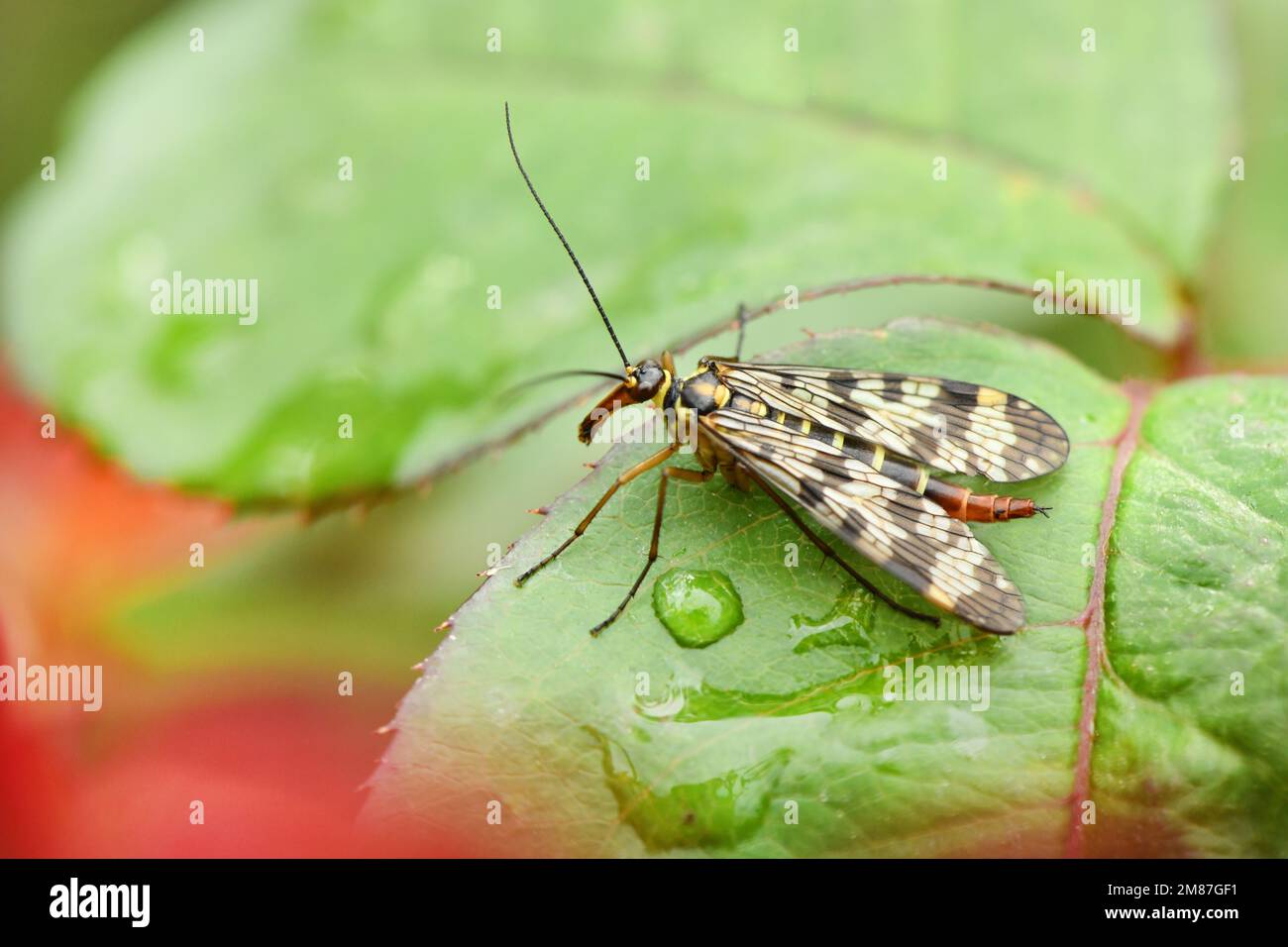 Female Scorpion Fly Mecoptera Panorpa Communis Insect on Green Leaf ...