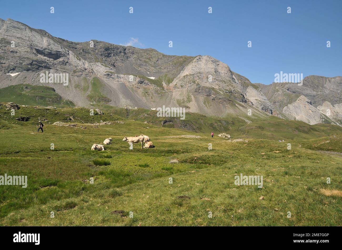 The green field with grazing cattle against the background of mountains ...