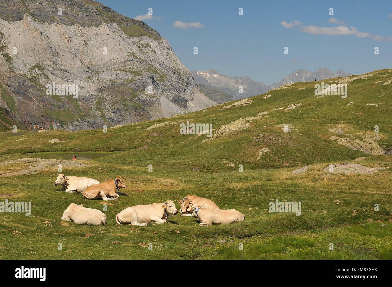 The green field with resting cattle against the background of mountains ...
