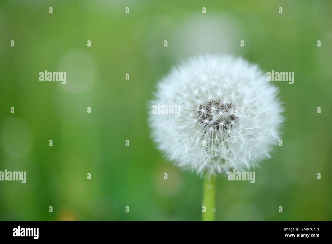 Closed Bud of a dandelion. Dandelion white flowers in green grass. High ...