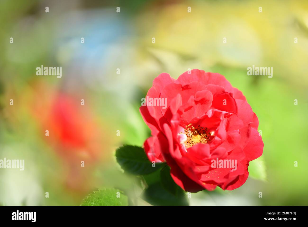 Beautiful red rose. High resolution photo. Selective focus. Shallow ...