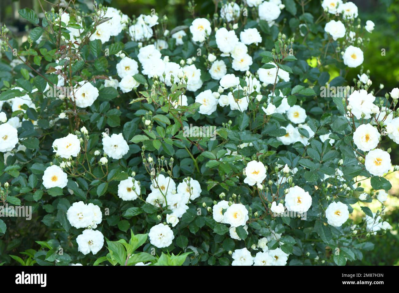 White color Hybrid Musk Rose Waterloo flowers in a garden. Idea for ...