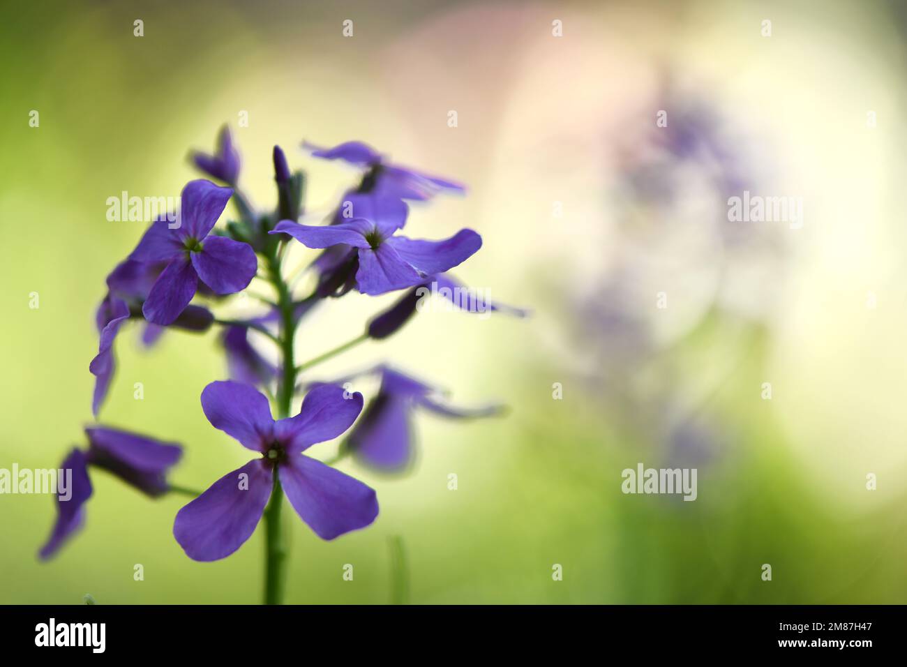 Purple Dame's Rocket flowers, Hesperis matronalis, night violet. High ...
