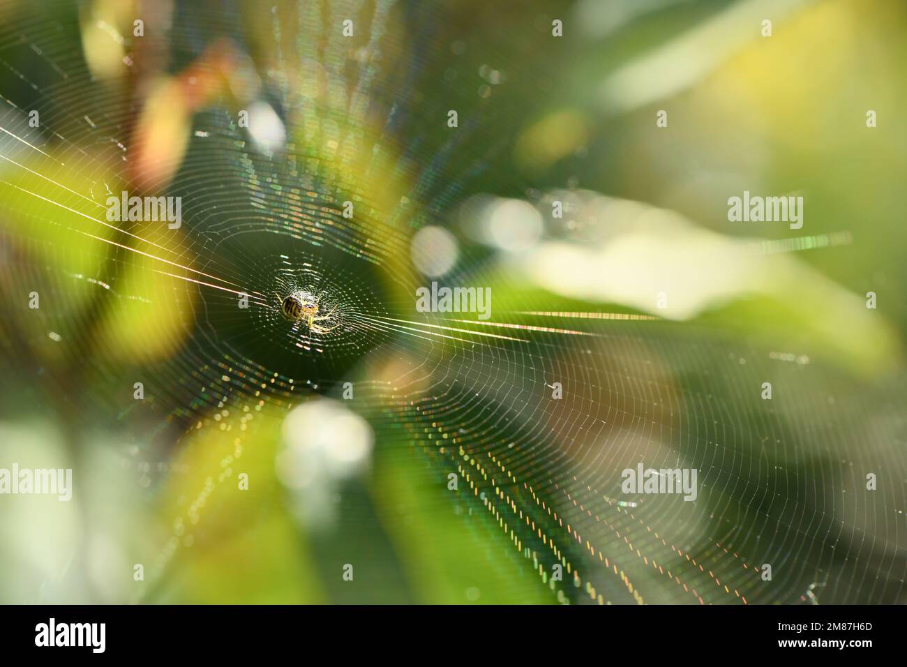 Spider in the web in the backlight. The web shimmers with all the ...