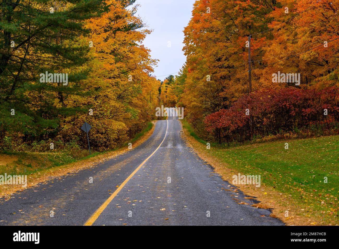 Two lane country road goes straight through a maple tree forest now ...
