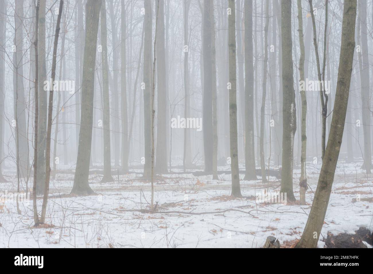 Thick fog in Maple forest Stock Photo - Alamy