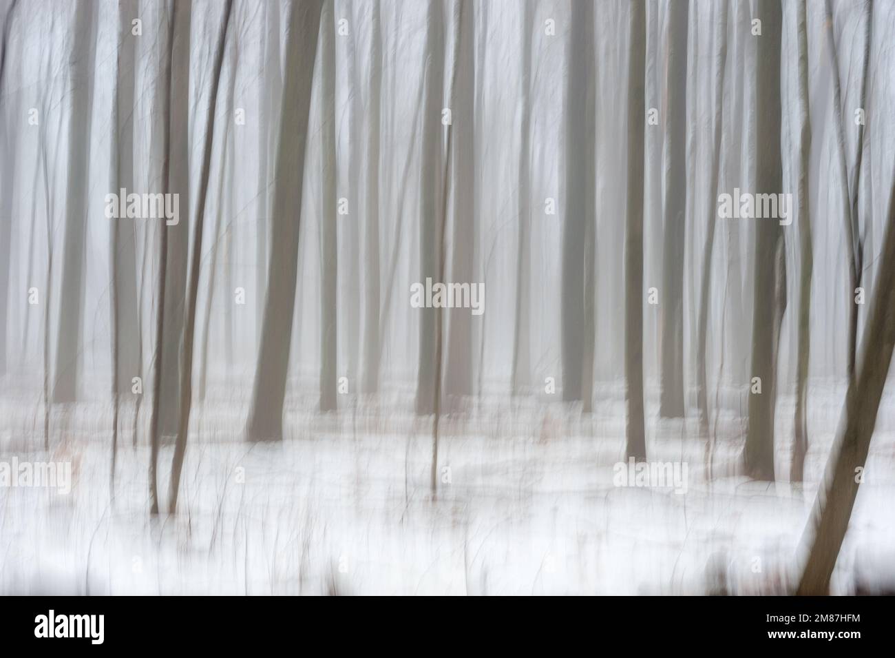 Thick fog in Maple forest Stock Photo - Alamy