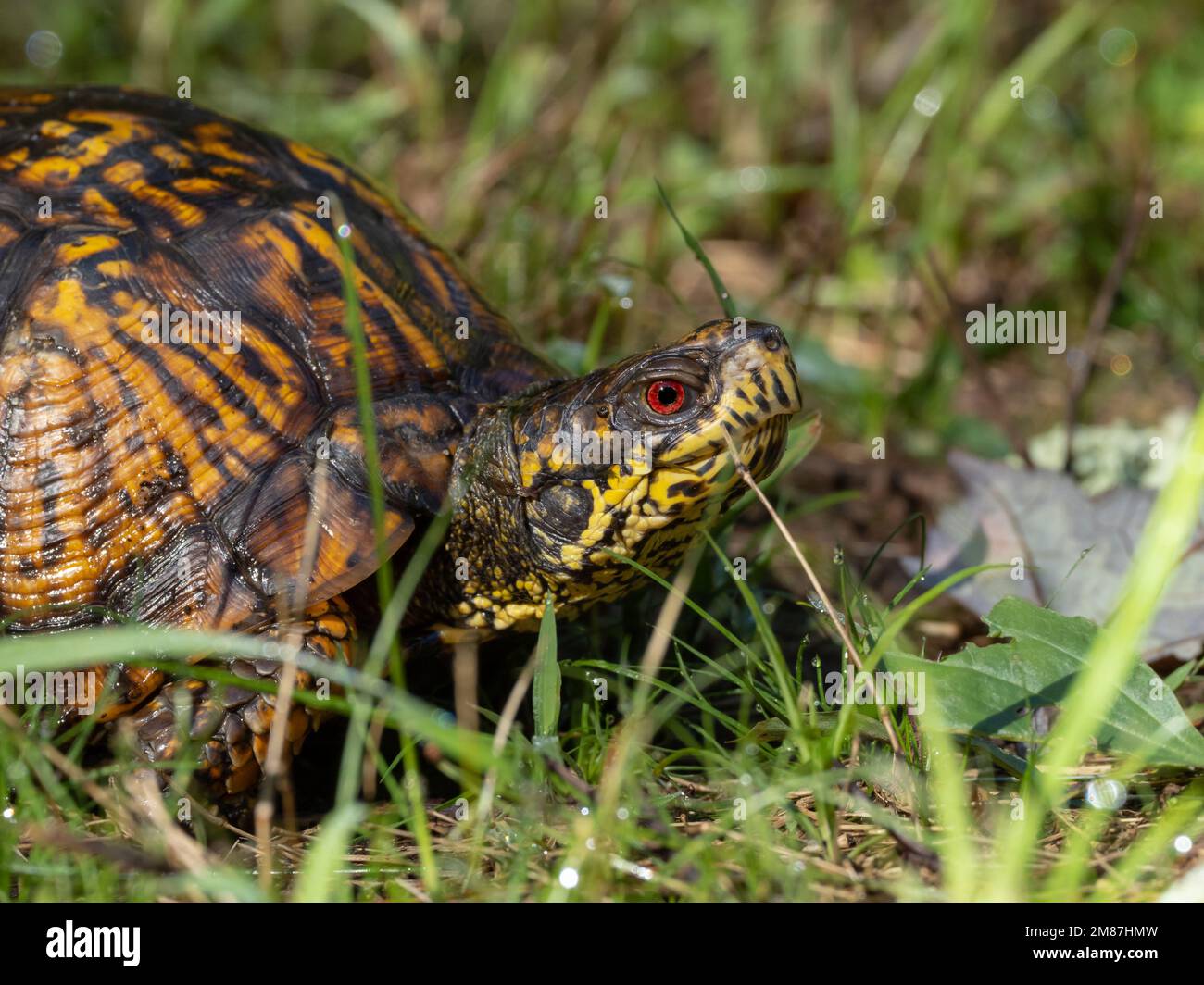 American box turtle hi-res stock photography and images - Alamy