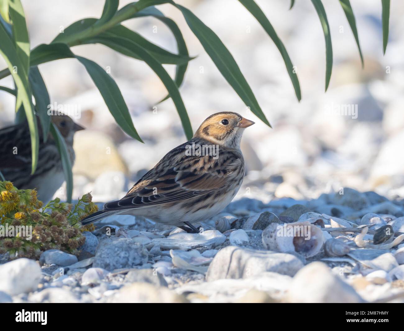 Basic fall plumage Lapland Longspur feeding amongst vegetation on a ...