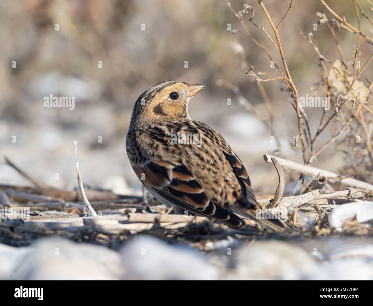 Basic fall plumage Lapland Longspur feeding amongst vegetation on a ...