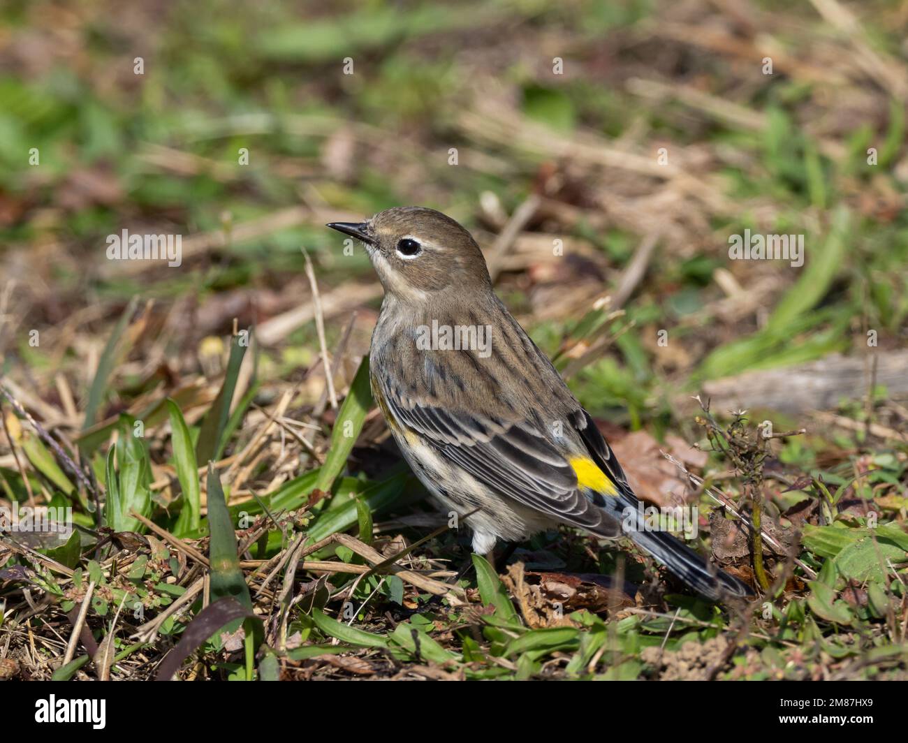 Basic fall plumage Yellow-rumped warbler on the ground showing its ...
